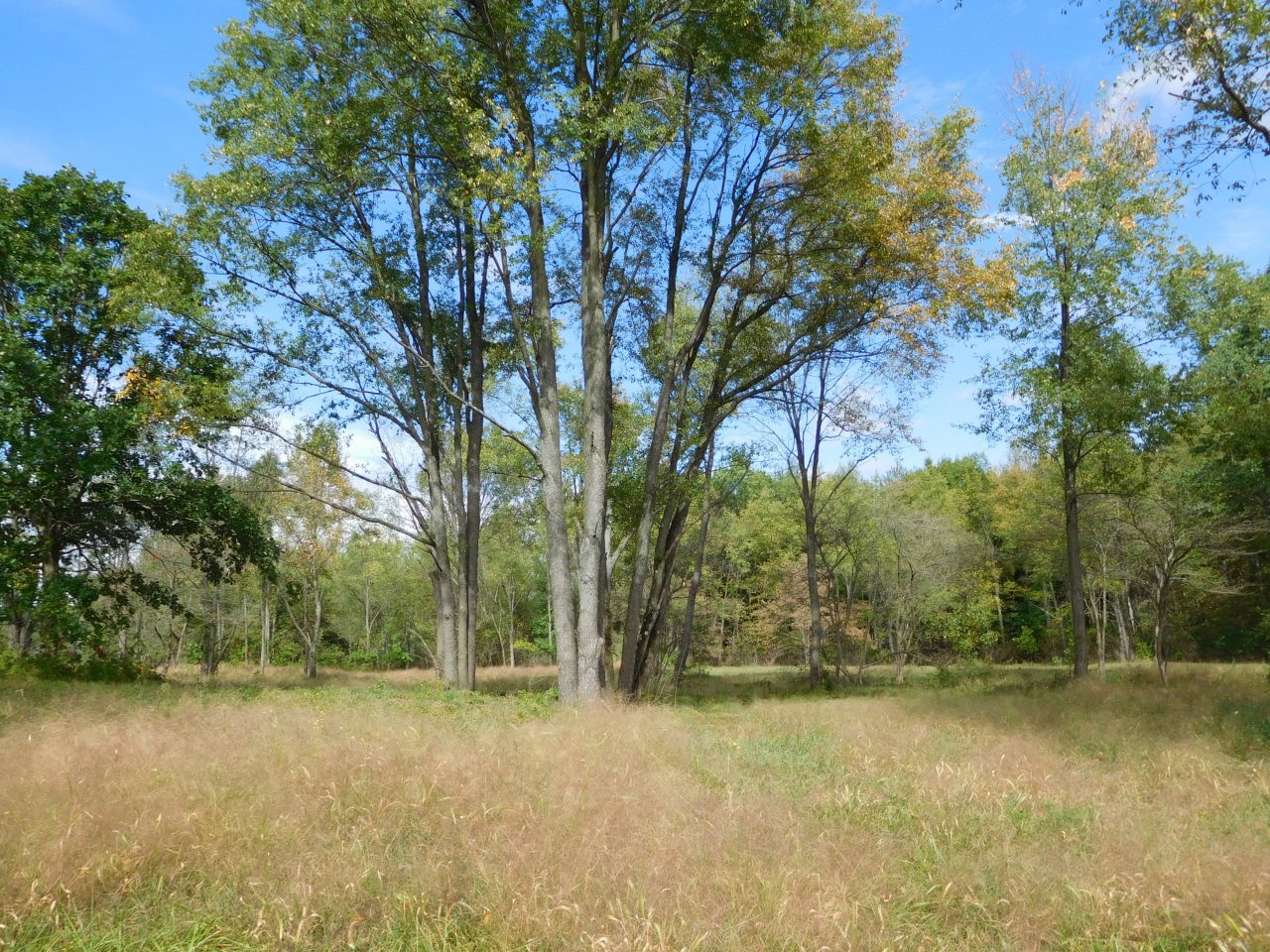 Out of Africa: Savanna restoration at Big Rock Valley – Edward Lowe ...
